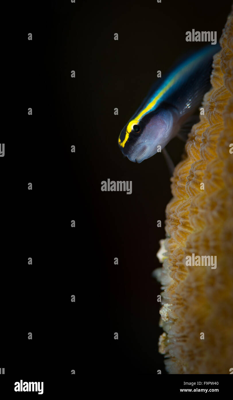 Black stripe yellow goby hi-res stock photography and images - Alamy