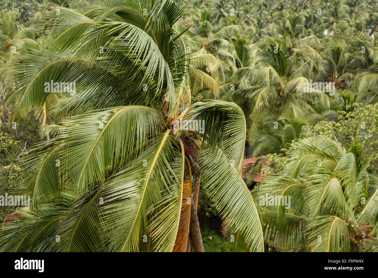 Kerala Coconut Tree Stock Photos & Kerala Coconut Tree Stock Images - Alamy