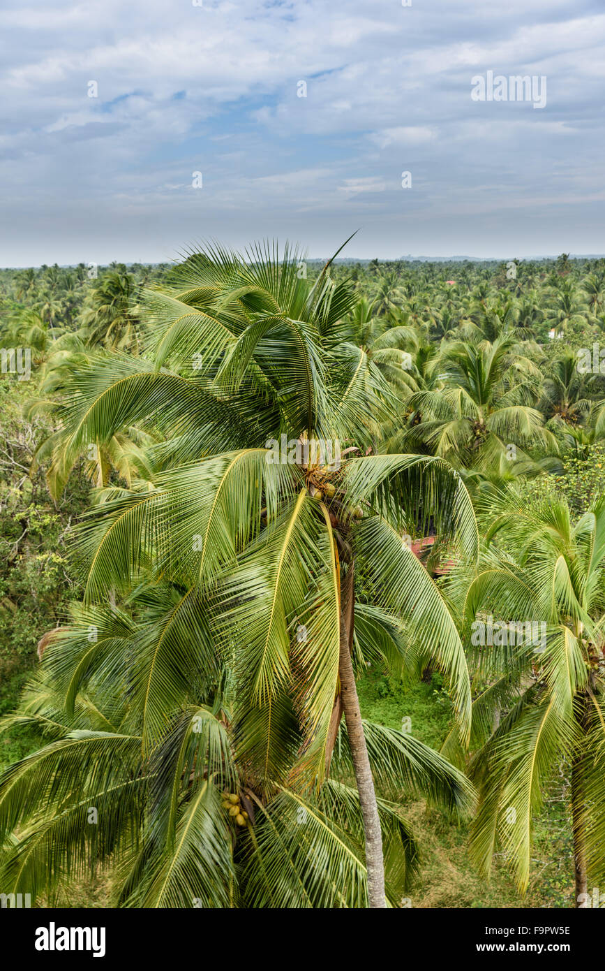 Coconut plantation kerala hi-res stock photography and images - Alamy