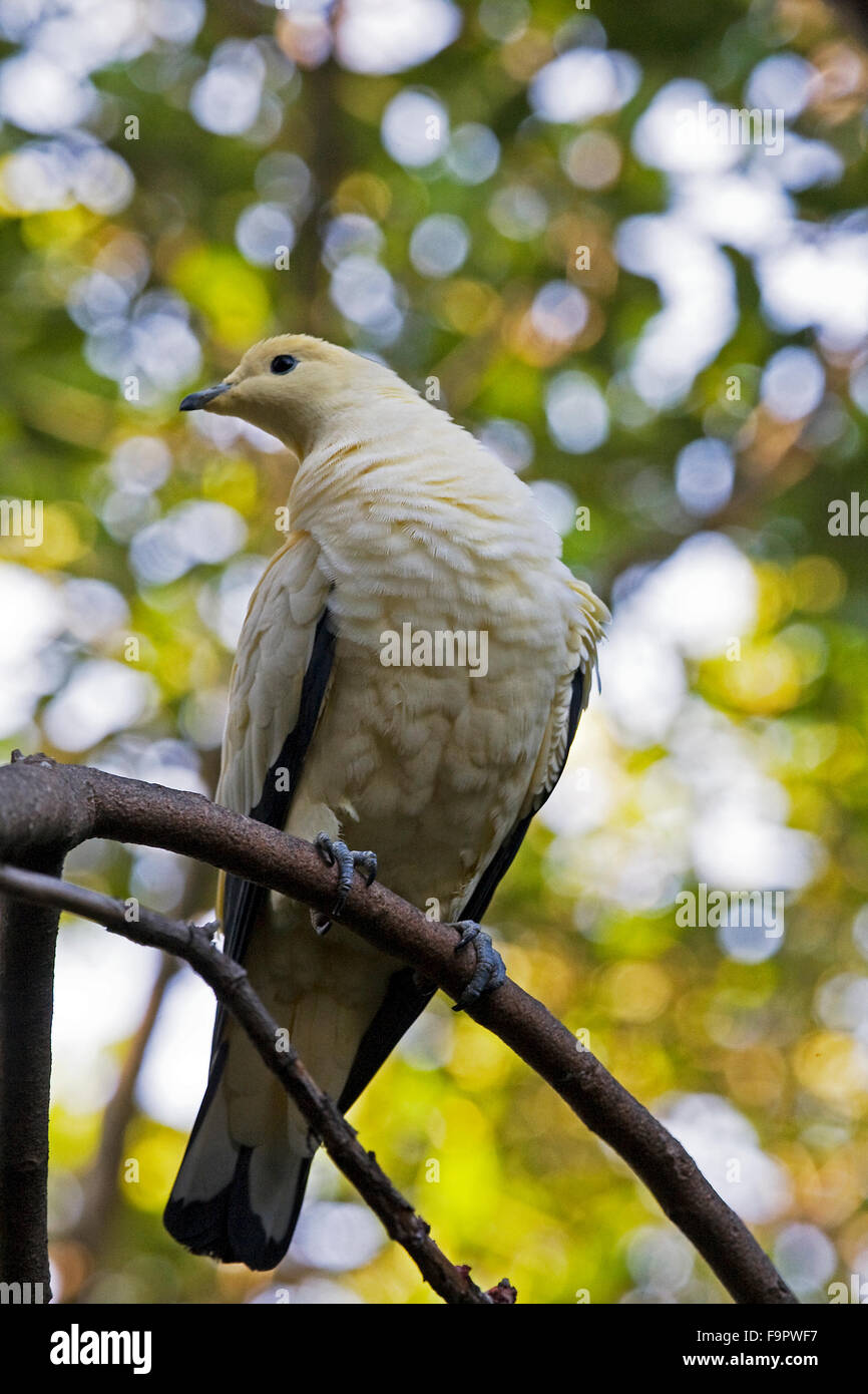 A pied imperial pigeon (Ducula bicolor Stock Photo - Alamy