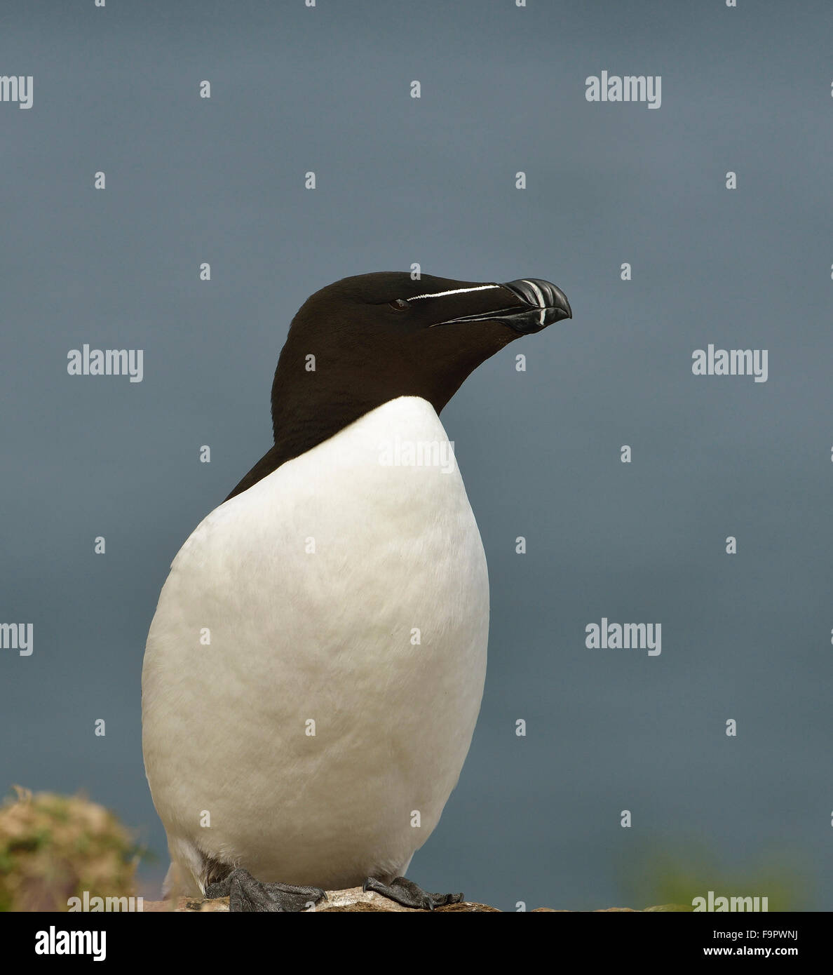 Billed auk hi-res stock photography and images - Alamy