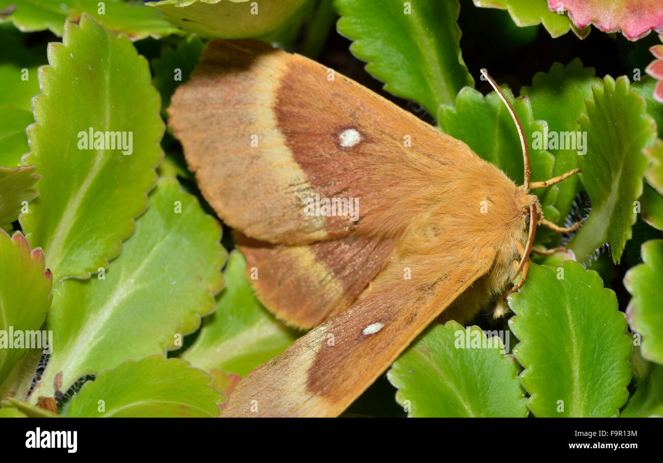 Oak Eggar Moth - Lasiocampa quercus among leaves Stock Photo - Alamy