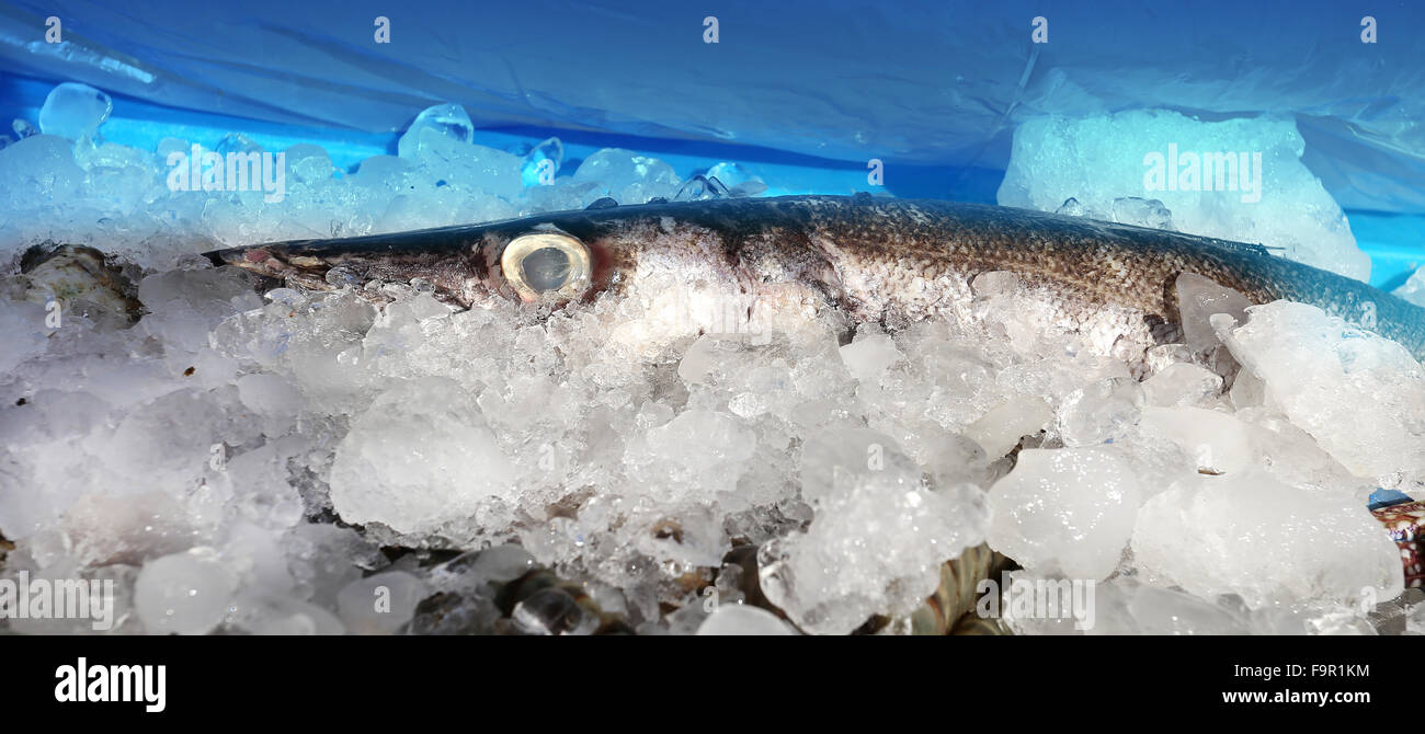 Barracuda fish hi-res stock photography and images - Alamy
