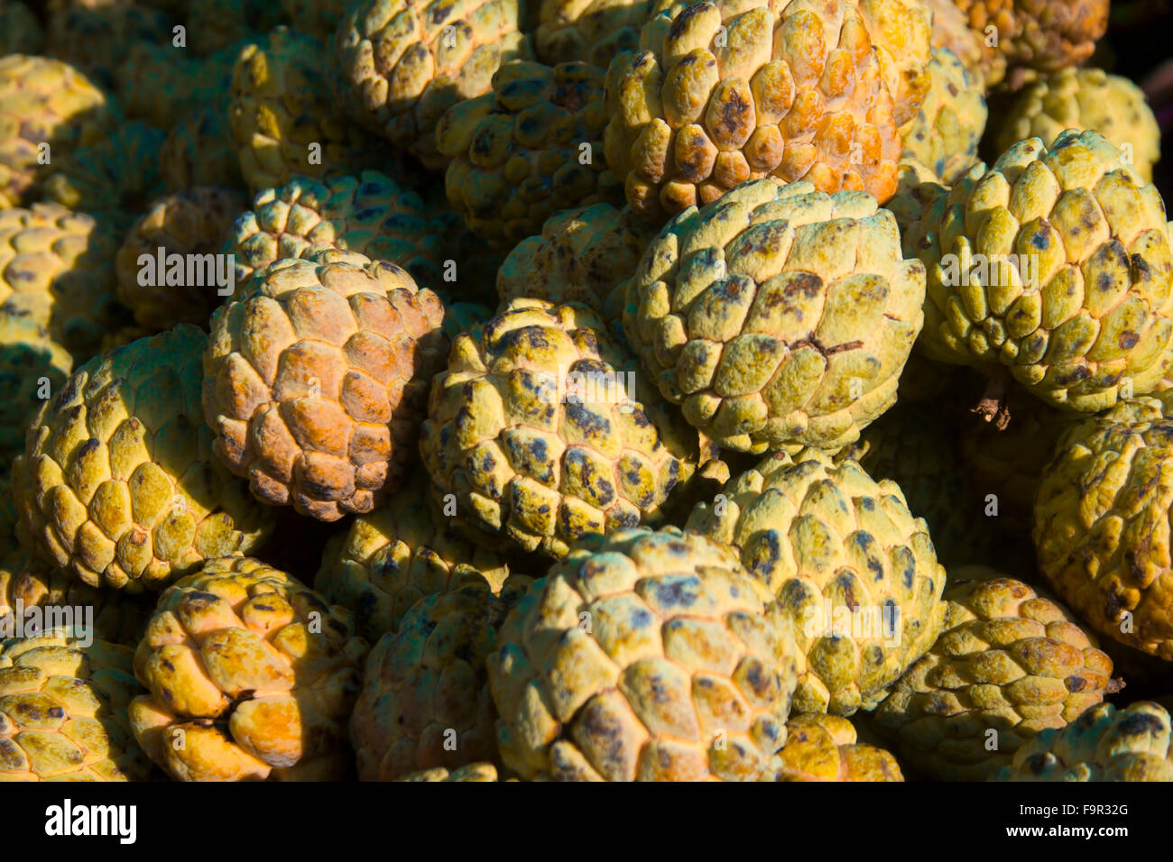 Fresh custard apples tropical hi-res stock photography and images - Alamy