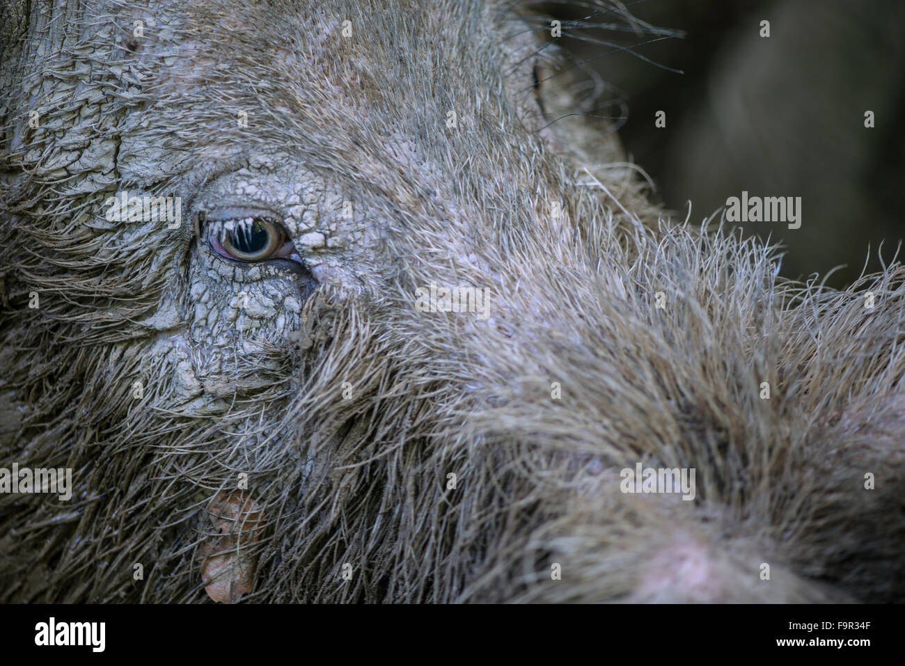 Bearded Pig: Sus barbatus. Sabah, Borneo Stock Photo - Alamy