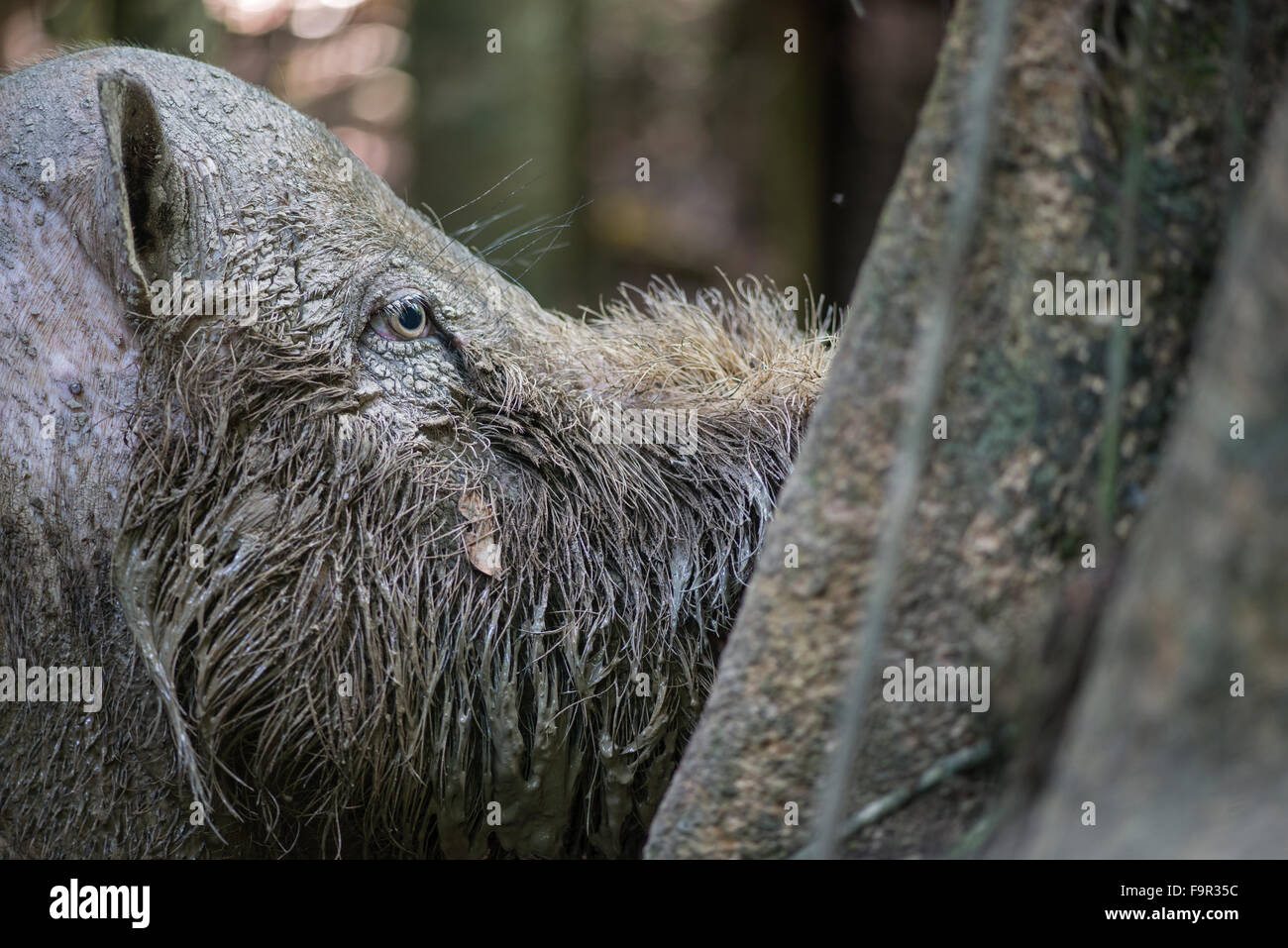 Bearded Pig: Sus barbatus. Sabah, Borneo Stock Photo - Alamy