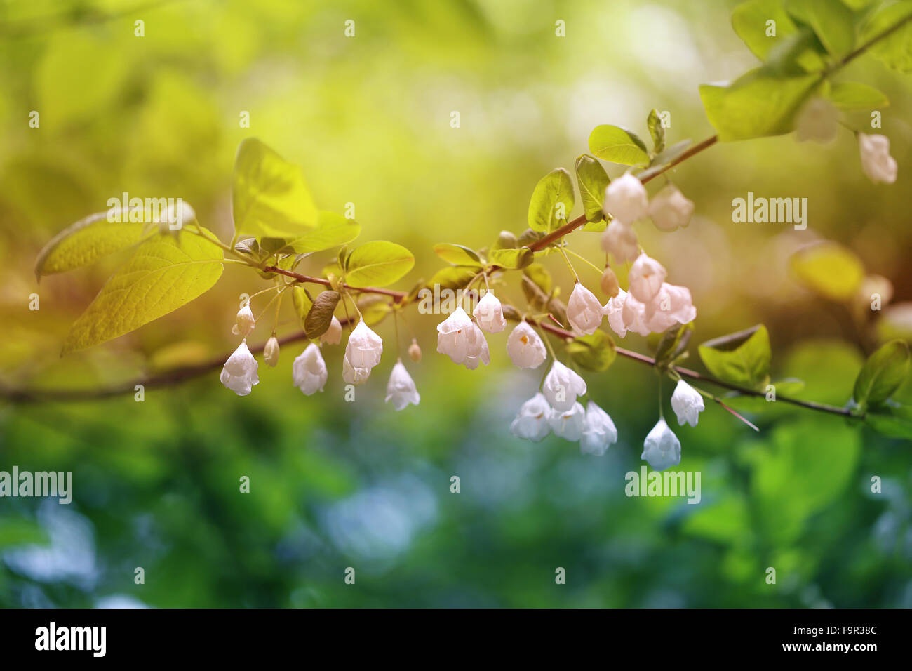 Beautiful delicate white flowers on a tree branch Stock Photo - Alamy