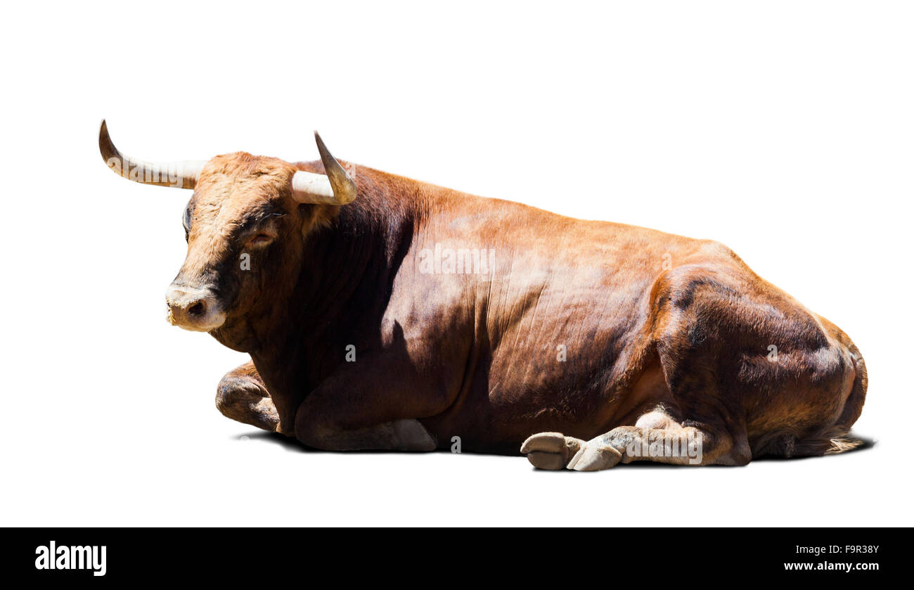 resting brown bull, isolated over white with shadow Stock Photo - Alamy