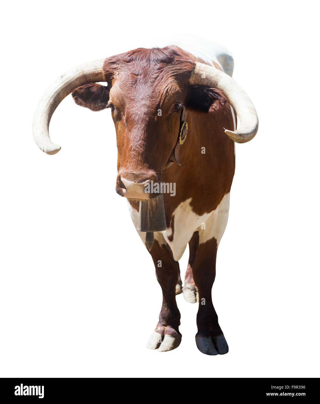 Face view of standing adult bull or cow. Isolated over white background ...