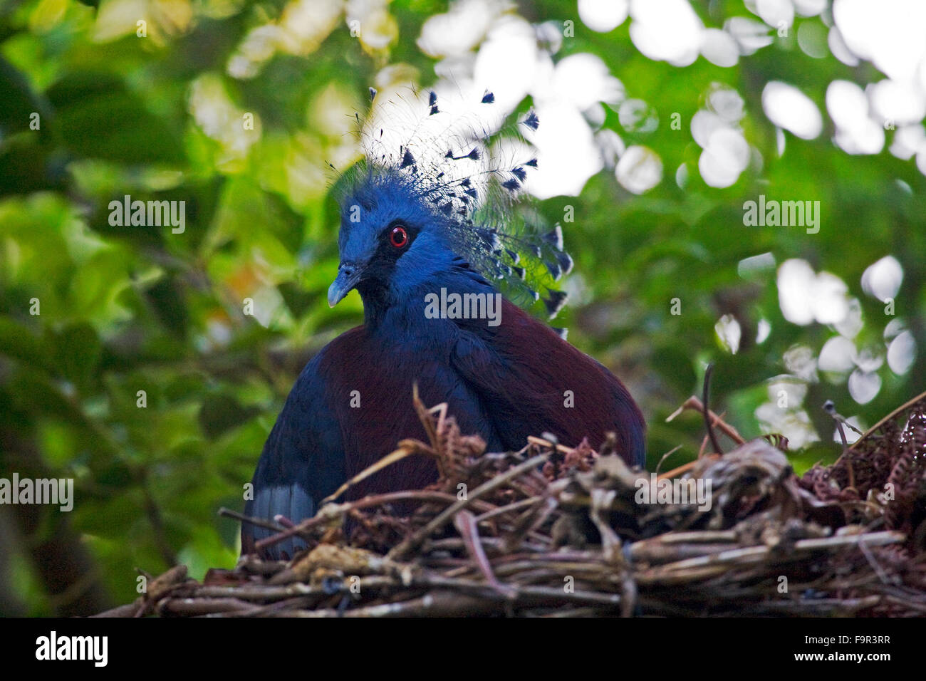 A victoria crowned pigeon (goura victoria Stock Photo - Alamy