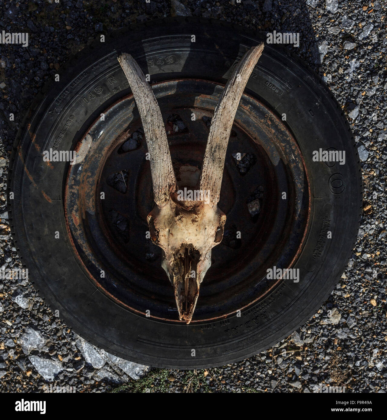 Goat skull & car wheel Stock Photo - Alamy