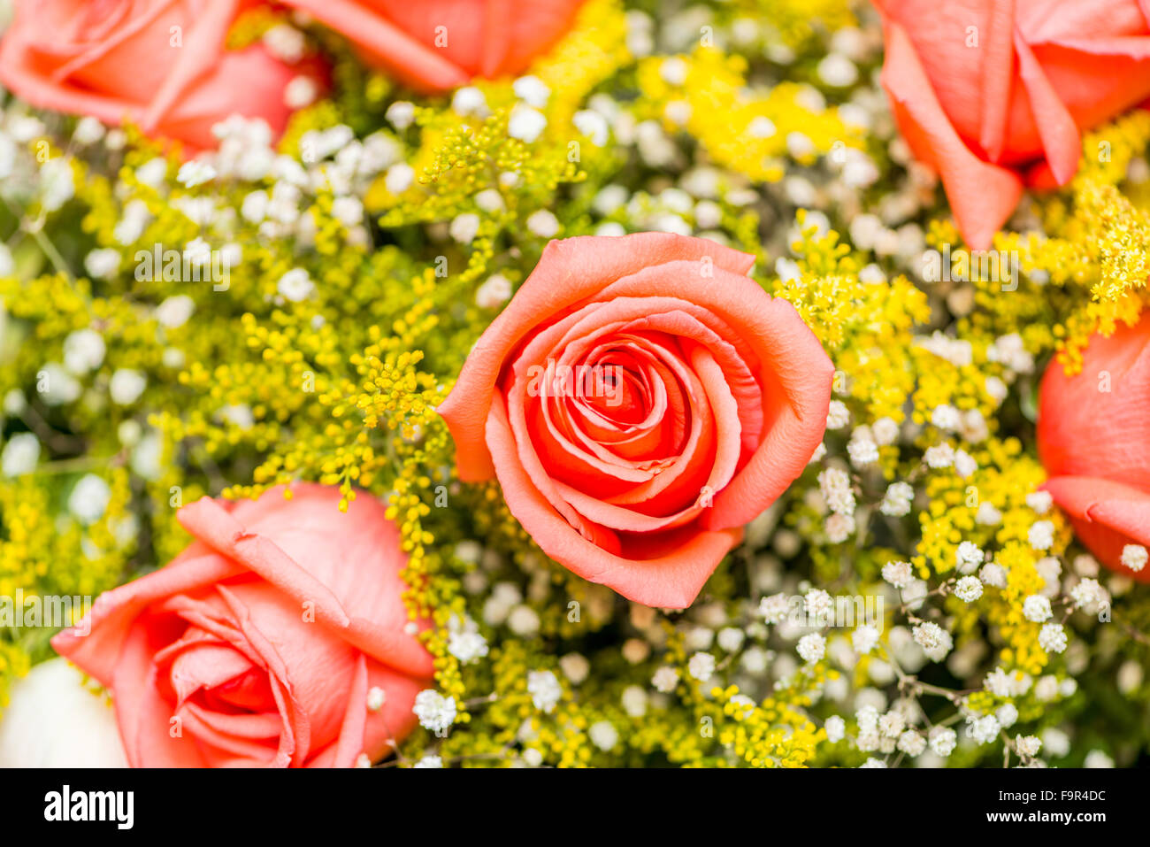Nice roses in celebration concept Stock Photo - Alamy