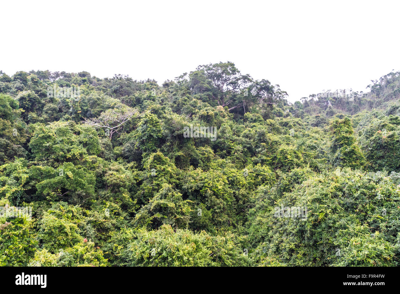 Chinese jungle, island of Hainan Stock Photo - Alamy