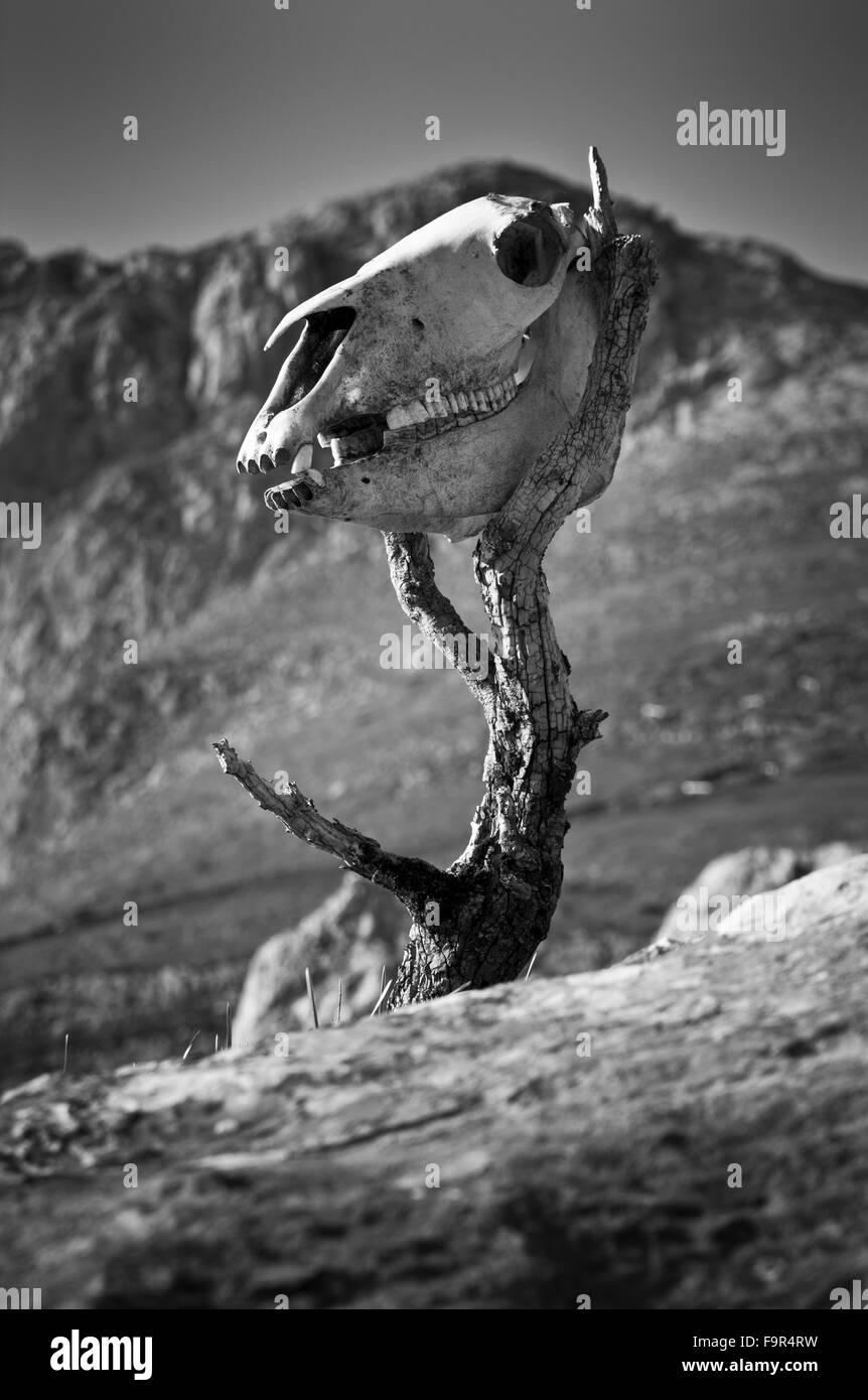 Sheep body Black and White Stock Photos & Images - Alamy