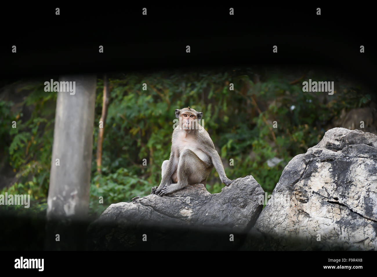 Monkey sitting on the stone view from the car window peep , monkey ...