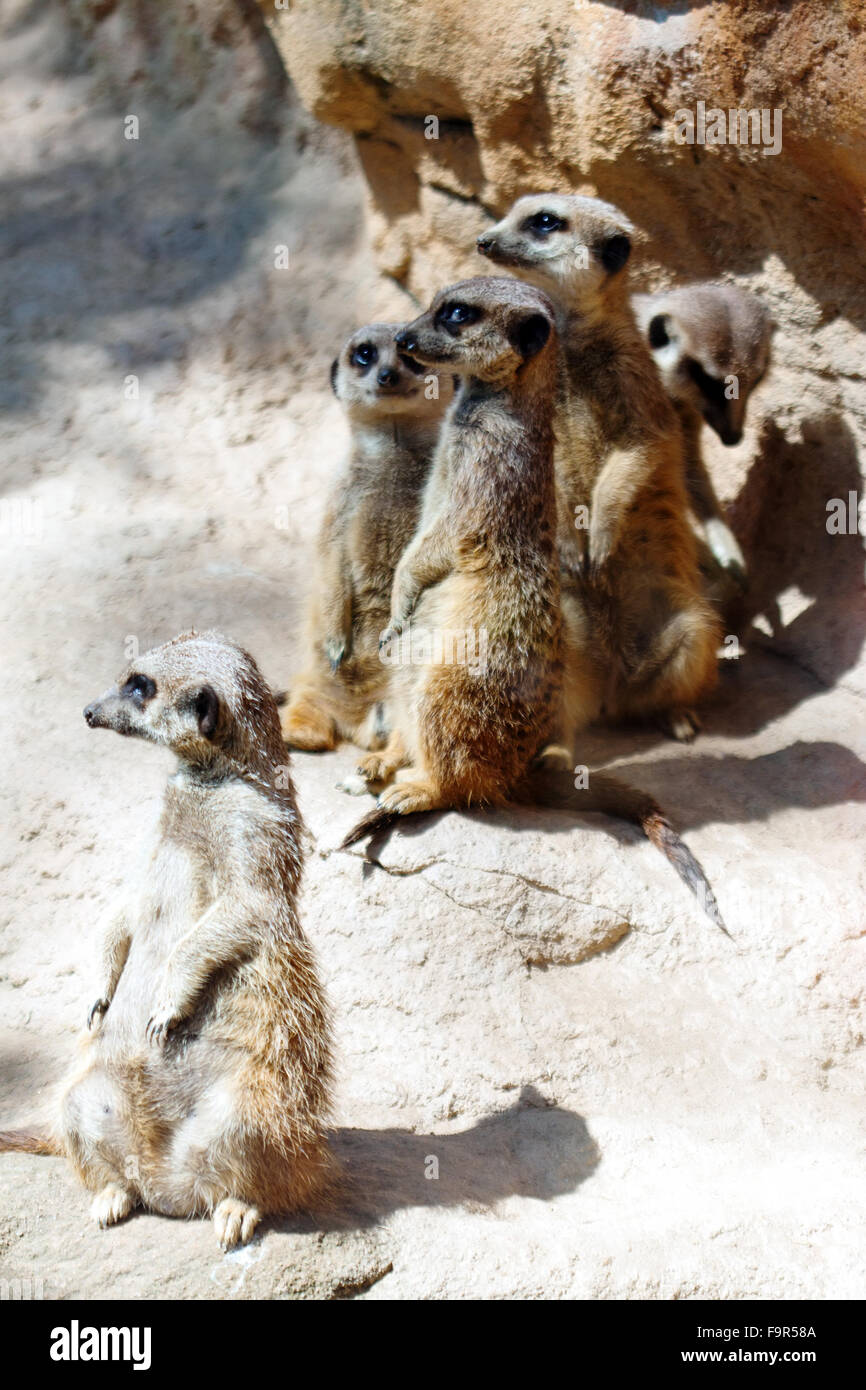 Group of standing suricates together Stock Photo - Alamy