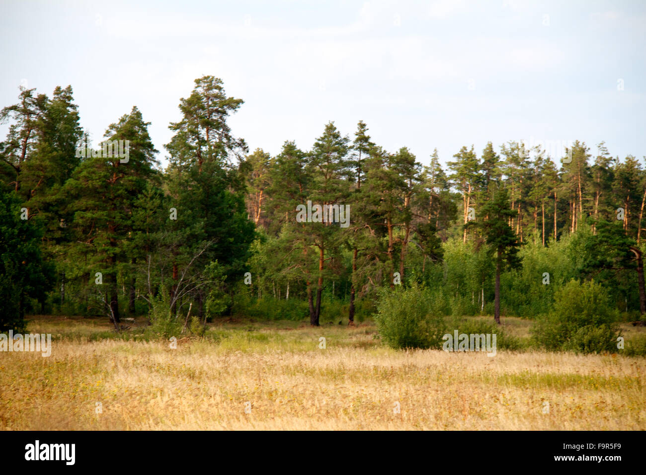 grass valley in forest during summer Stock Photo - Alamy
