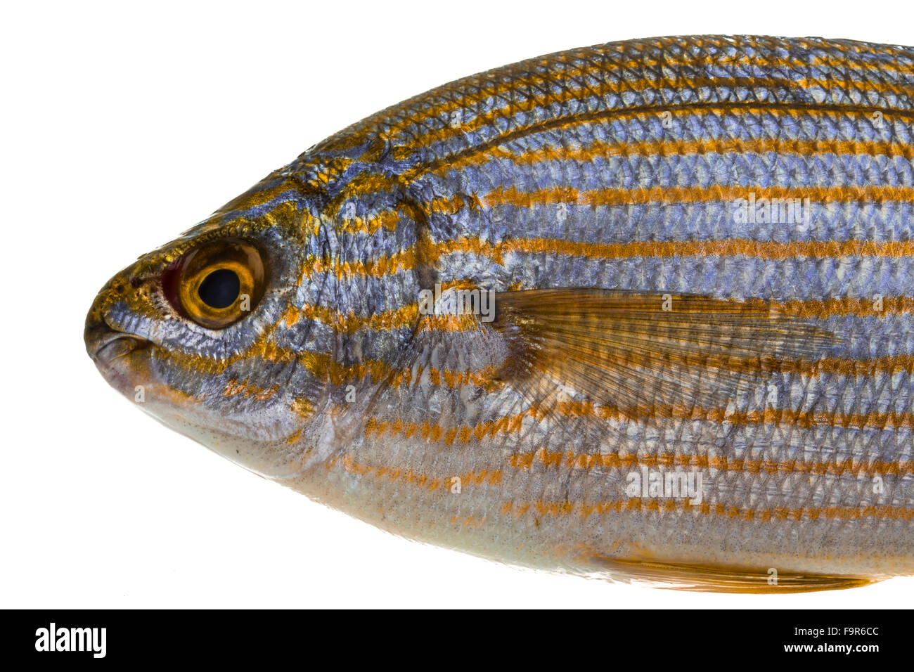 Salema porgy - sarpa fish Stock Photo - Alamy