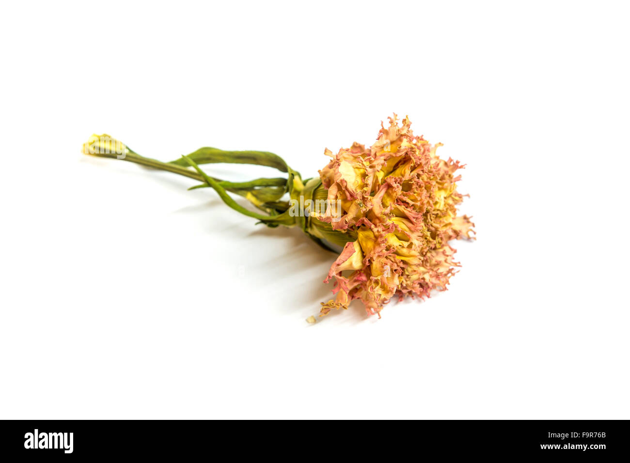 Carnation texture hi-res stock photography and images - Alamy