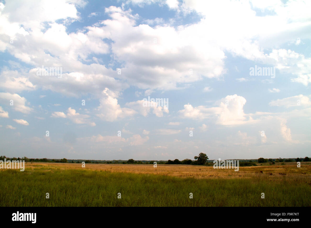 grass valley in forest during summer Stock Photo - Alamy