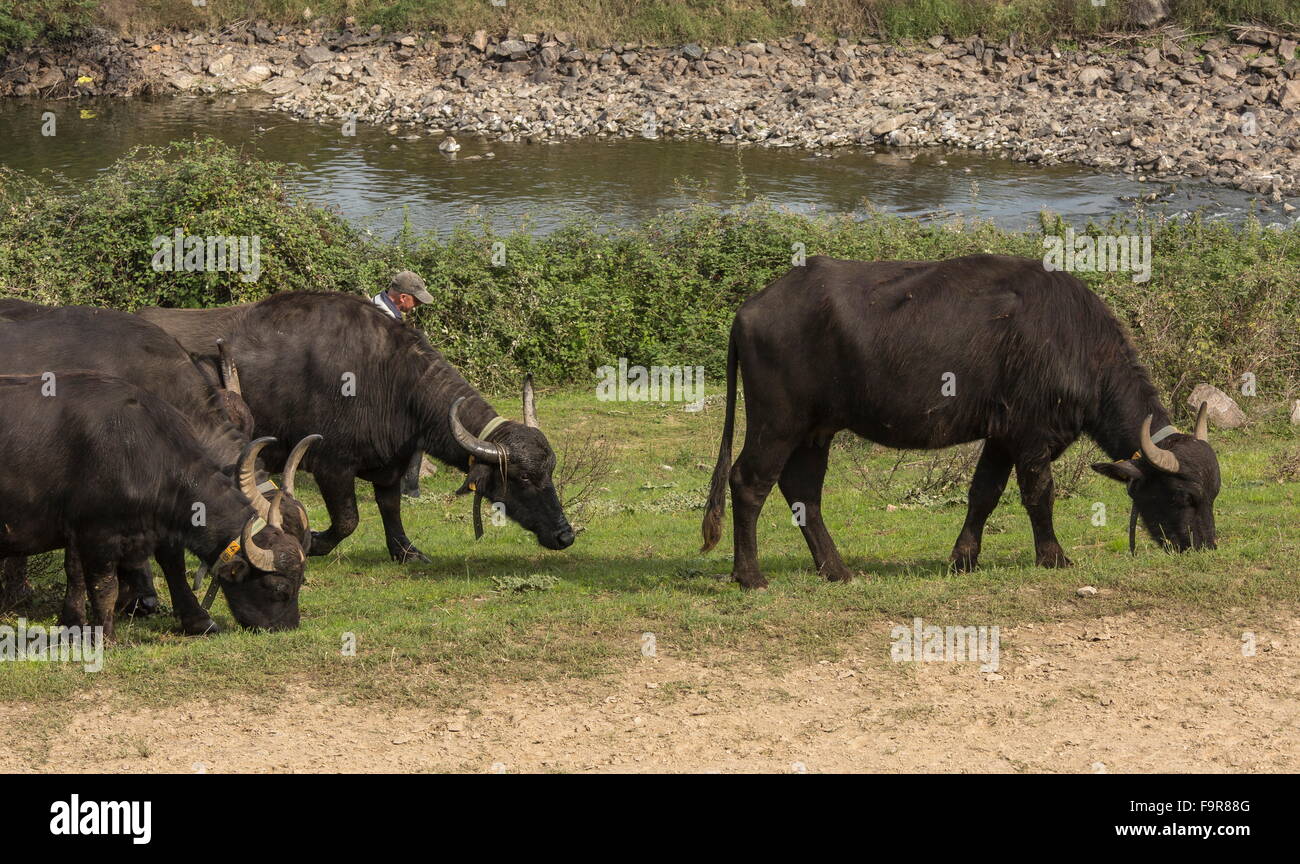 Water buffalo herd grazing around Lake Kerkini, north Greece Stock ...