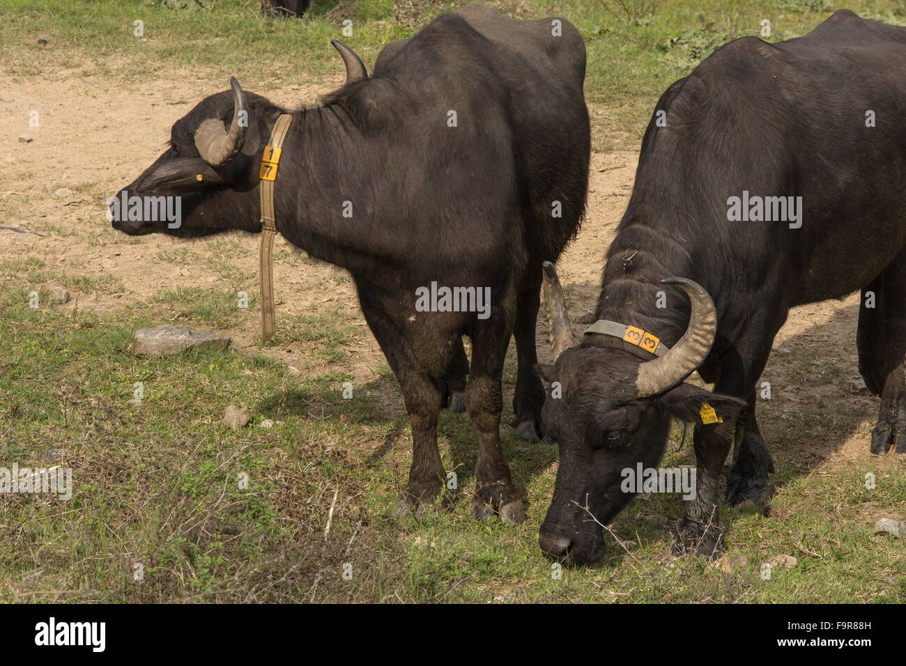 Water buffalo herd grazing around Lake Kerkini, north Greece Stock ...