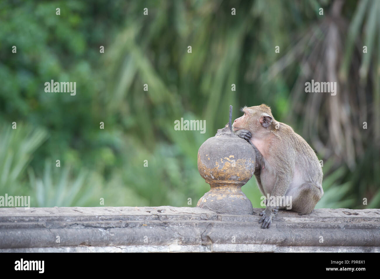 Monkey sitting on the wall , monkey thailand Stock Photo - Alamy