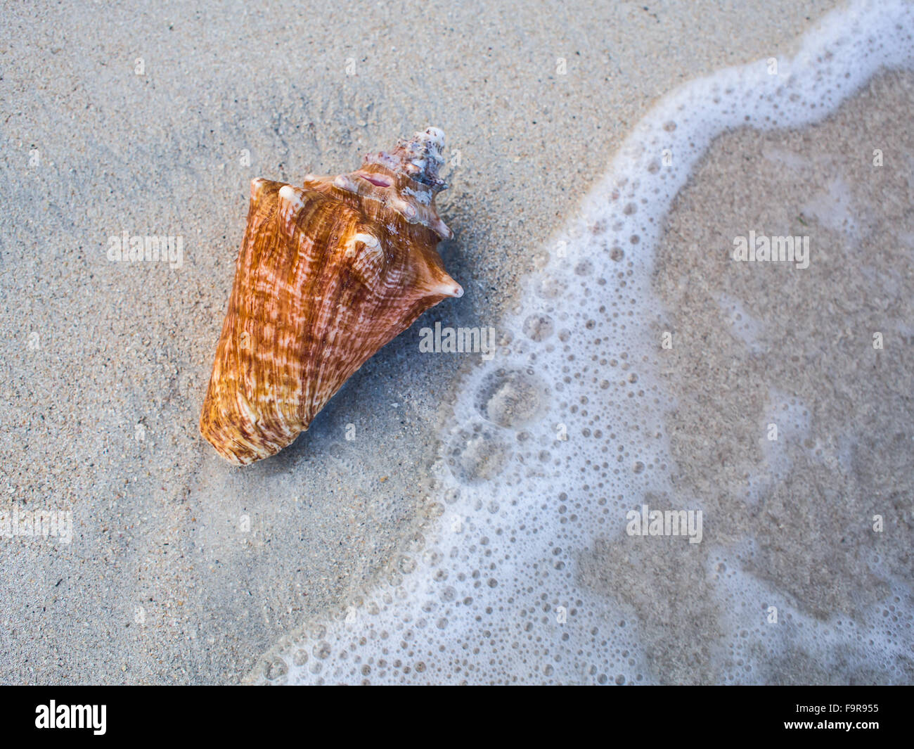 Seashell on a white beach with water wave Stock Photo - Alamy