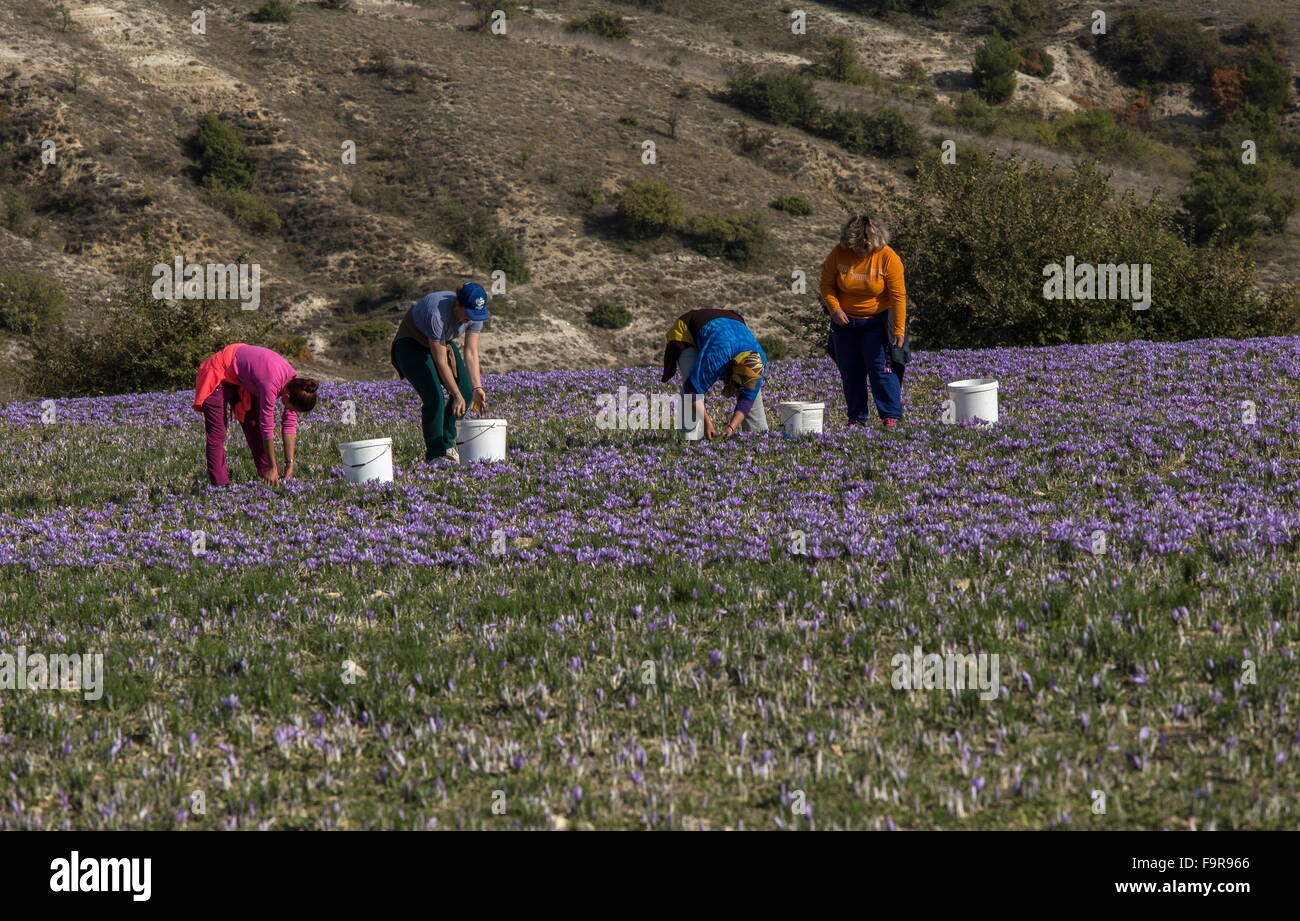 Saffron fields hi-res stock photography and images - Alamy