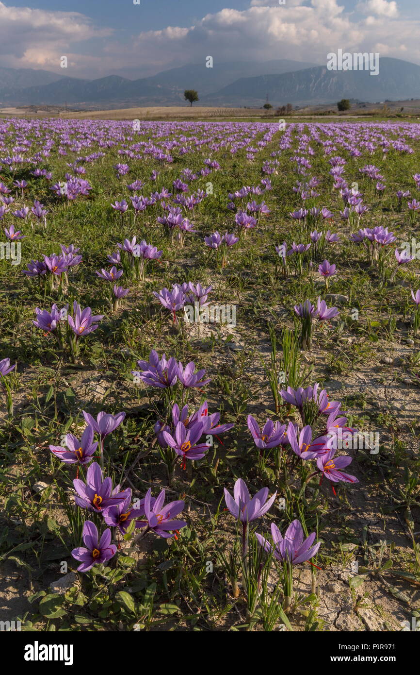 Saffron crocus hi-res stock photography and images - Alamy