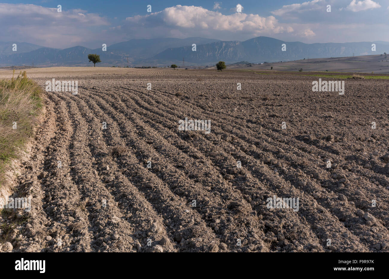 Krokos kozani hi-res stock photography and images - Alamy