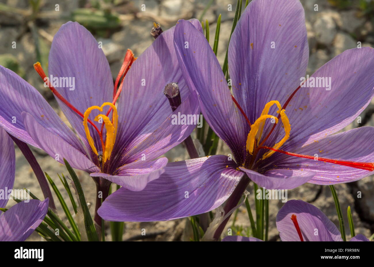 Close-up of Saffron crocus, Crocus sativus, in the harvest season; near ...