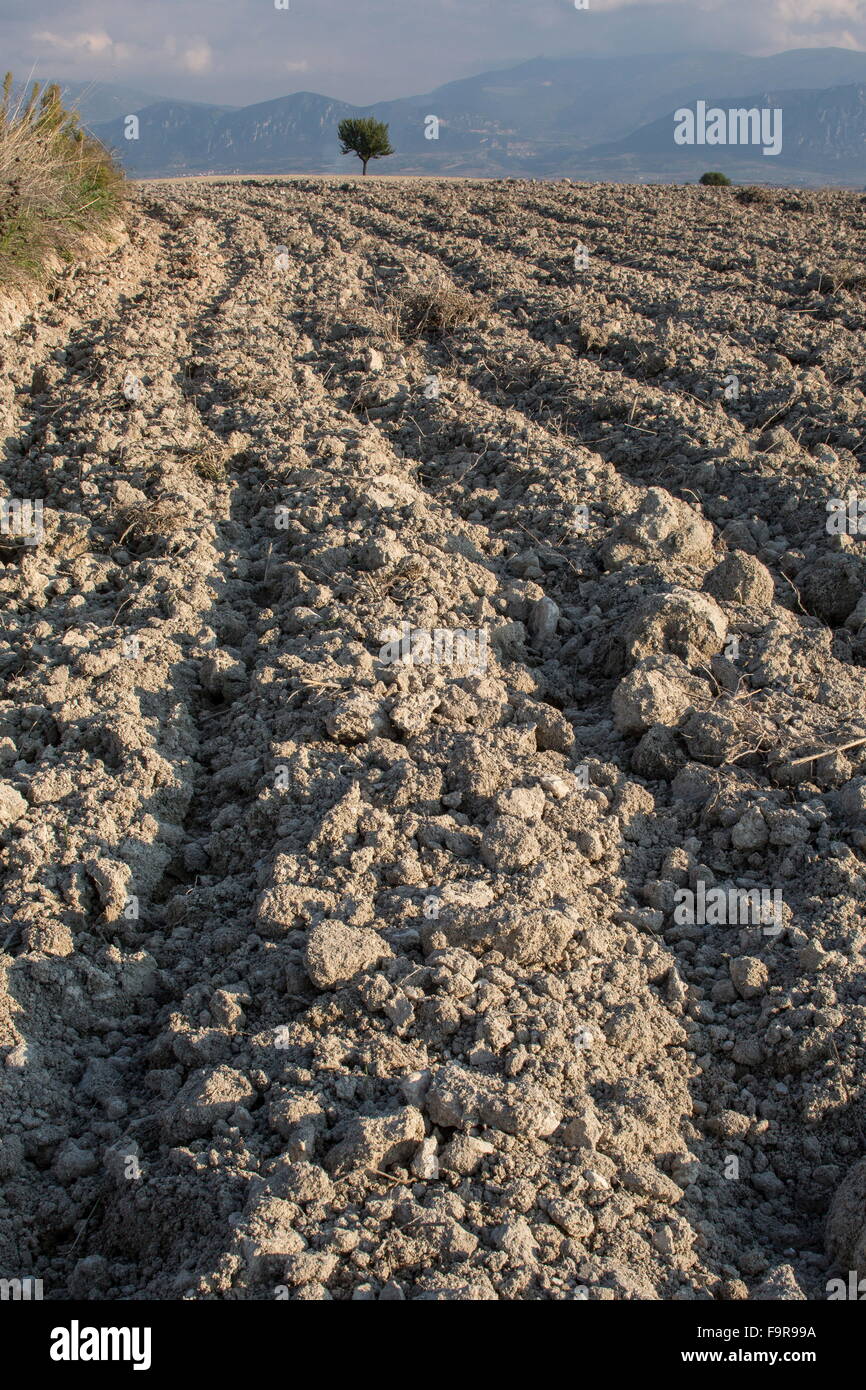 Ploughed arable field in saffron-growing area, Krokus near Kozani ...