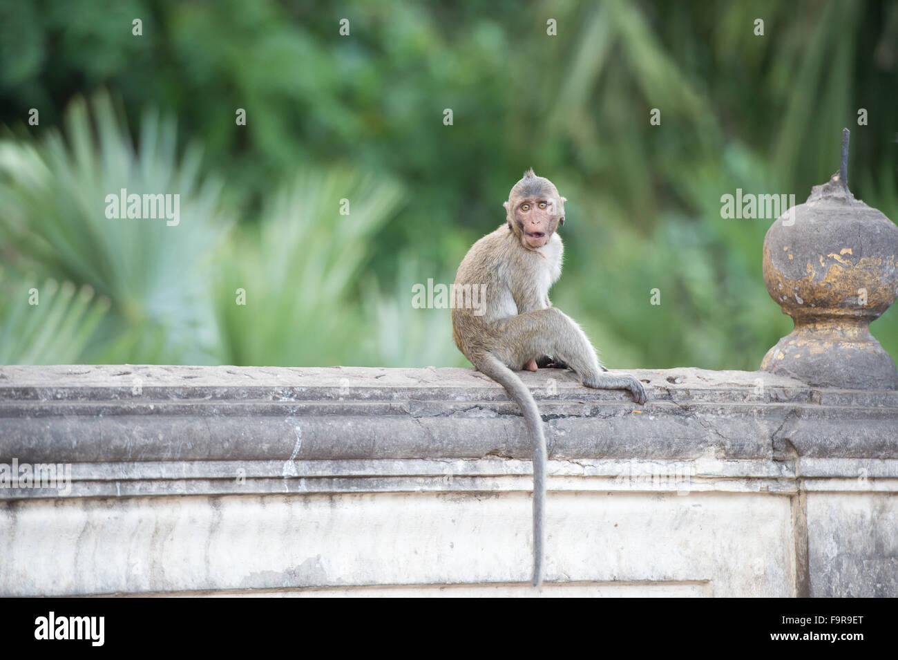 Eye contact monkey sitting on the wall , monkey thailand Stock Photo ...