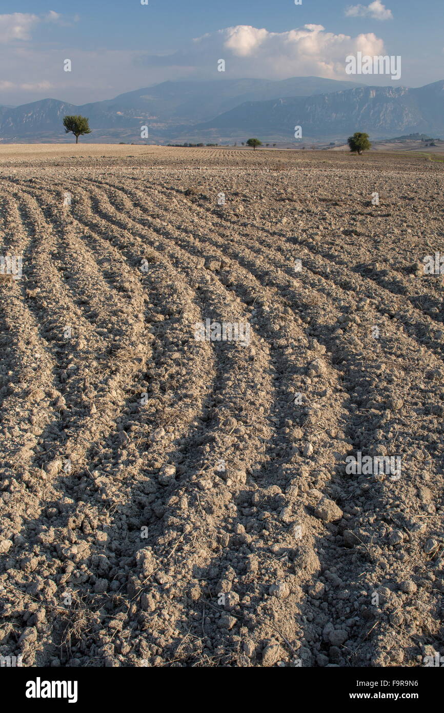 Saffron Tree High Resolution Stock Photography and Images - Alamy