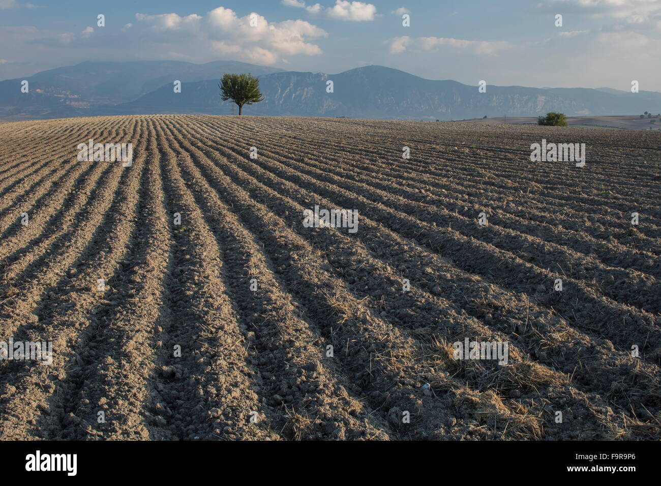 Saffron Tree High Resolution Stock Photography and Images - Alamy