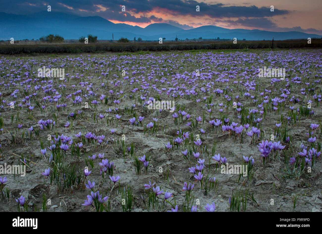 Saffron production hi-res stock photography and images - Alamy