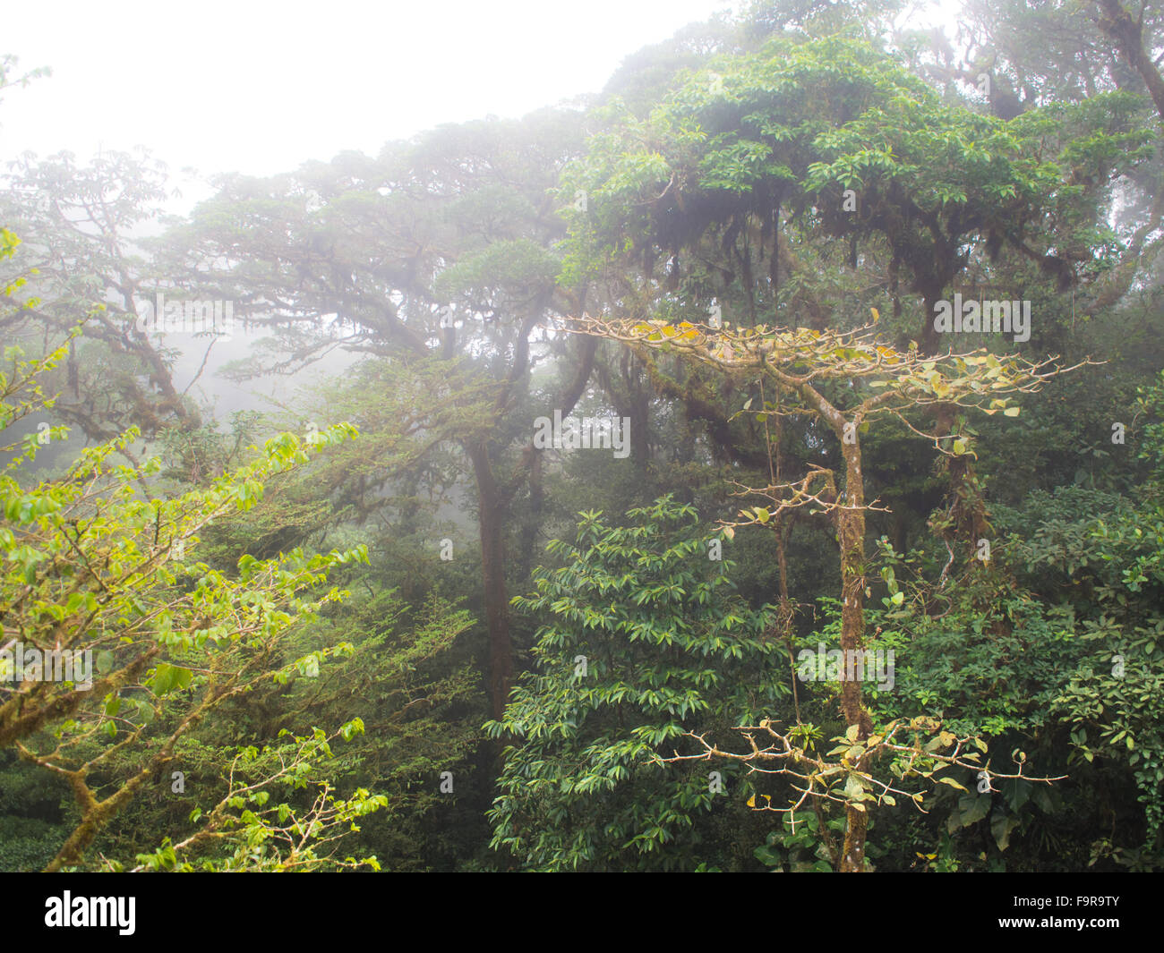 Raining forest and trees with fog in central america Stock Photo - Alamy