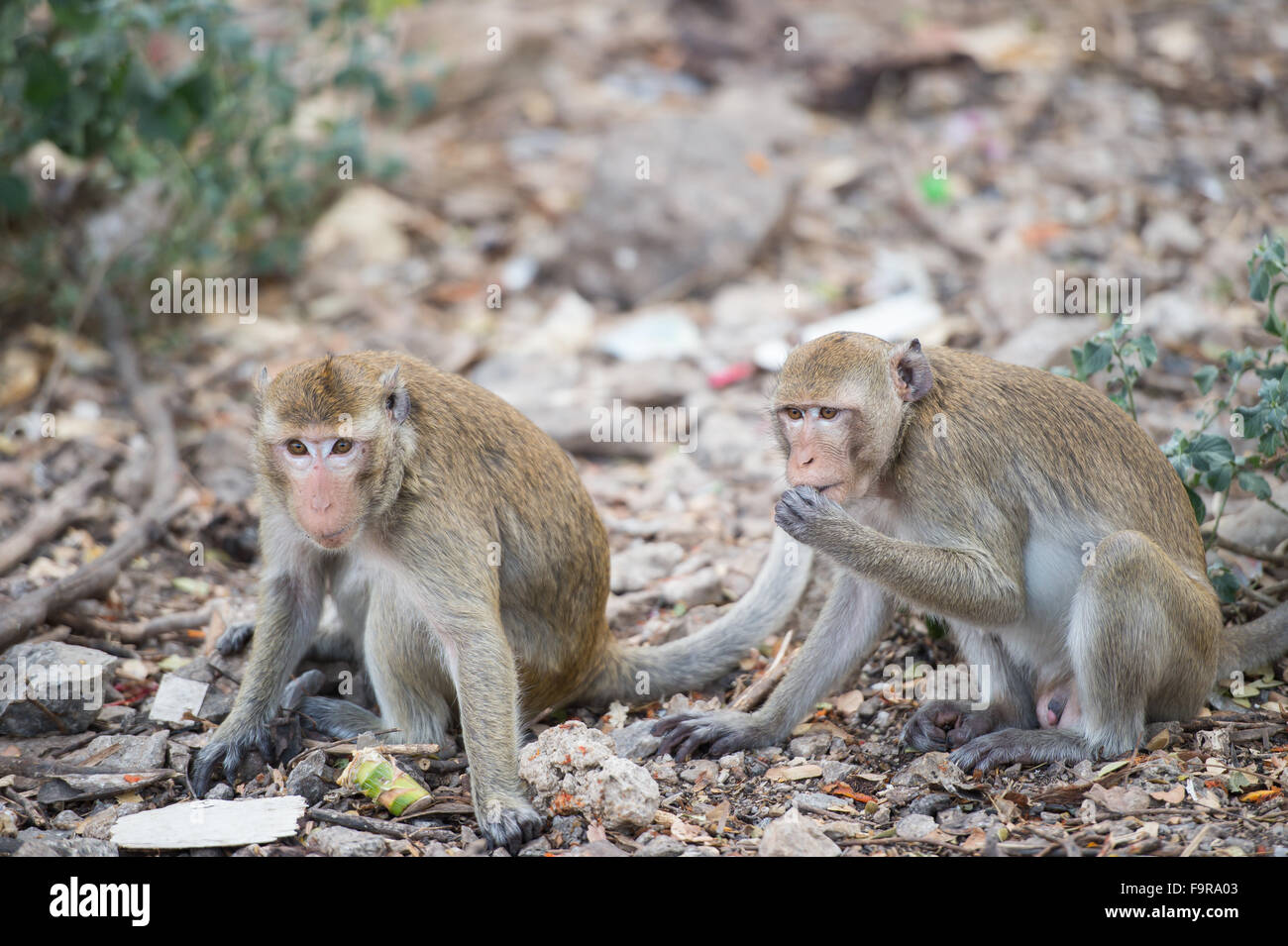 Monkey on the floor hi-res stock photography and images - Alamy