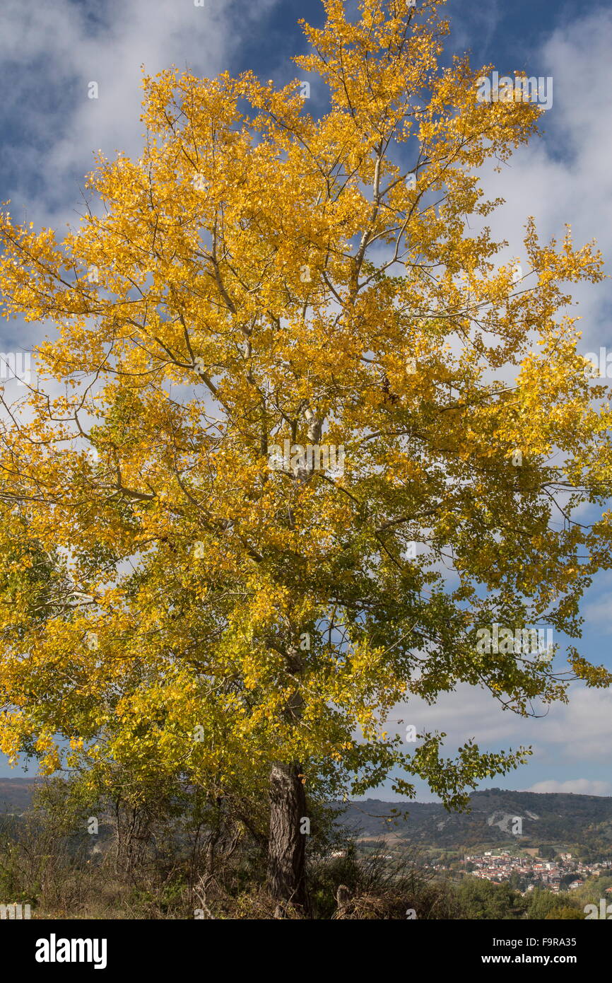 Grey poplar hi-res stock photography and images - Alamy