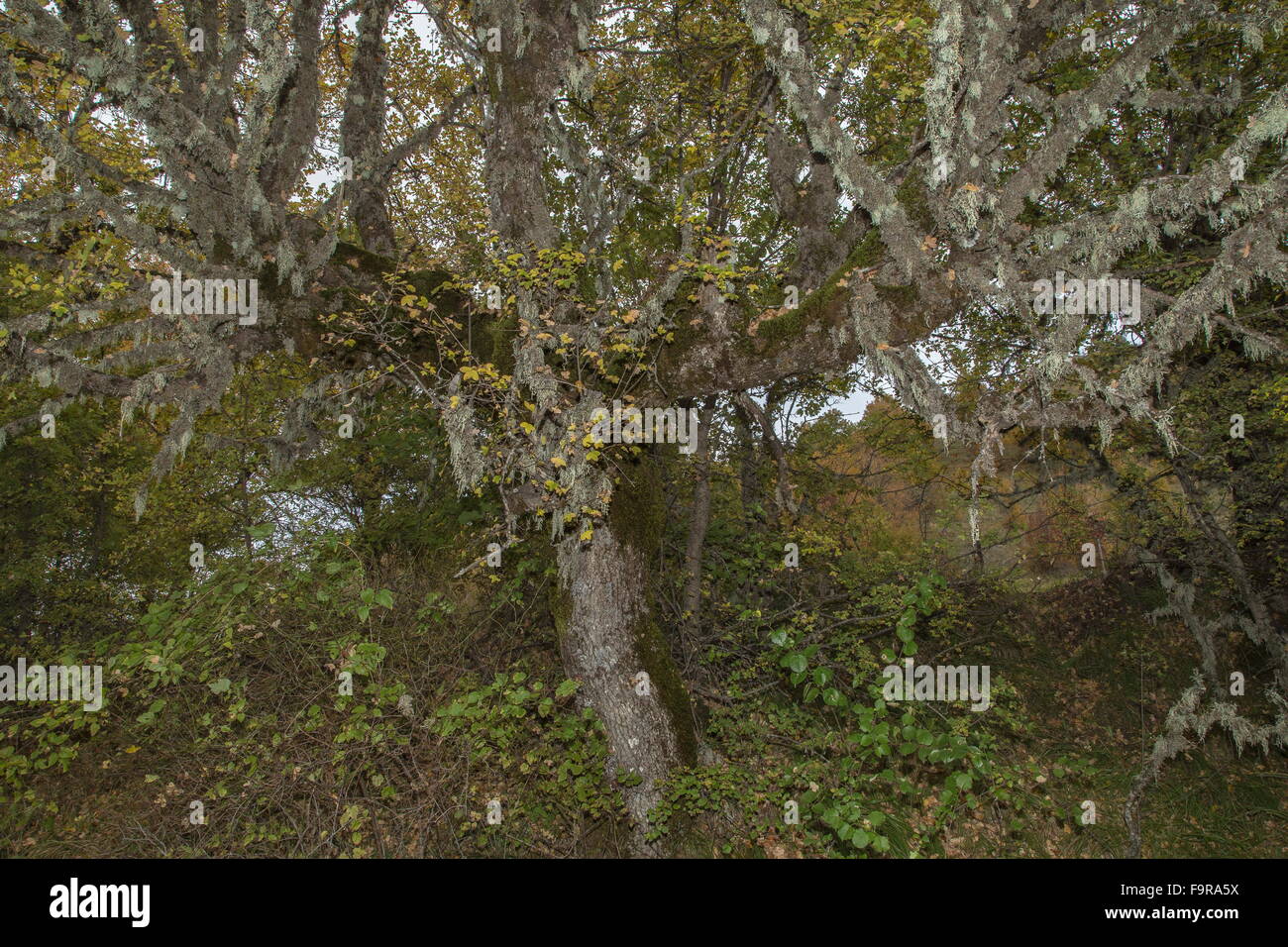 Old Montpellier Maple tree, covered with lichens, Vikos Gorge, Greece ...