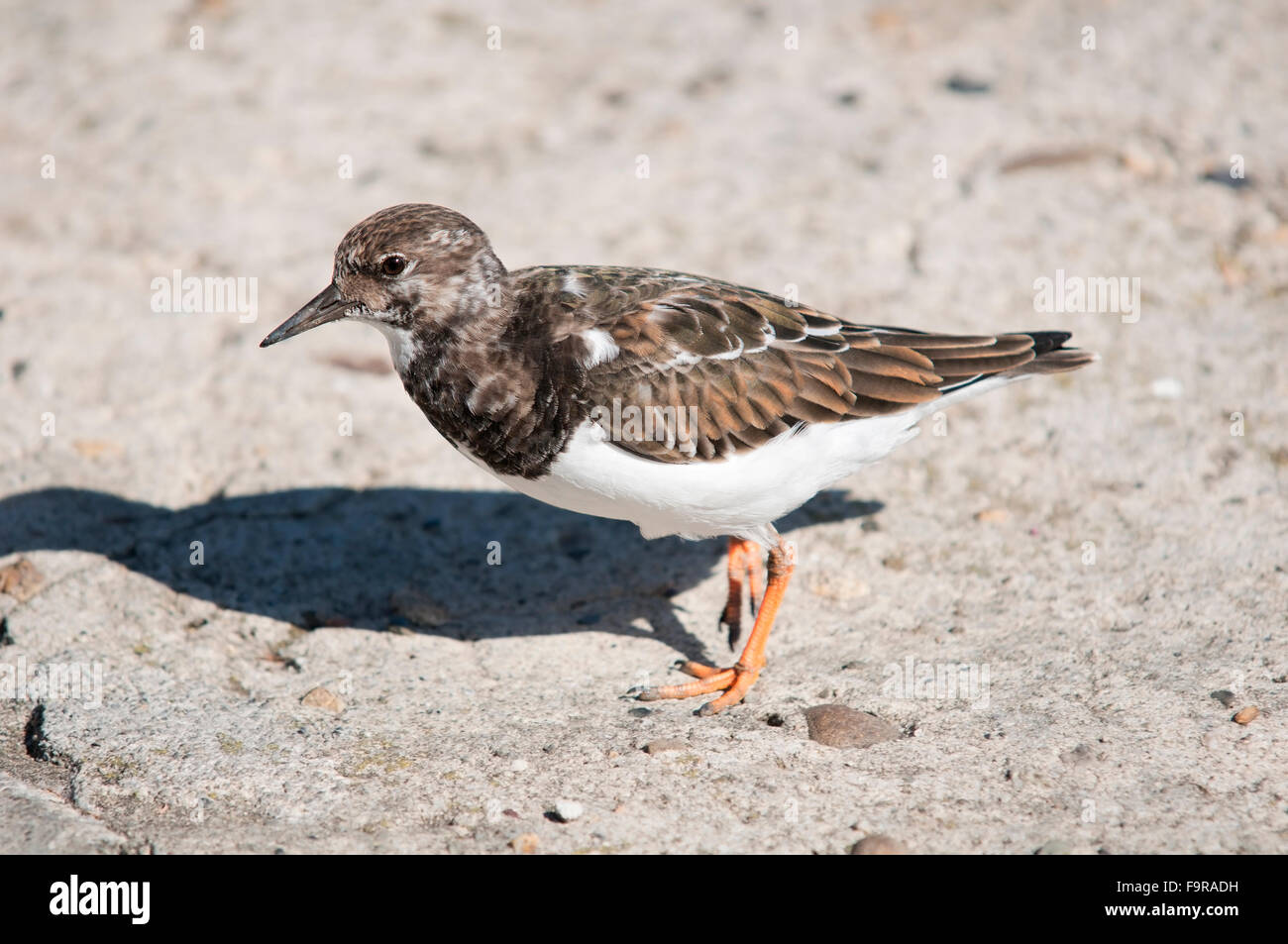 Ruddy turnstone, Arenaria interpres, in winter plumage Stock Photo - Alamy