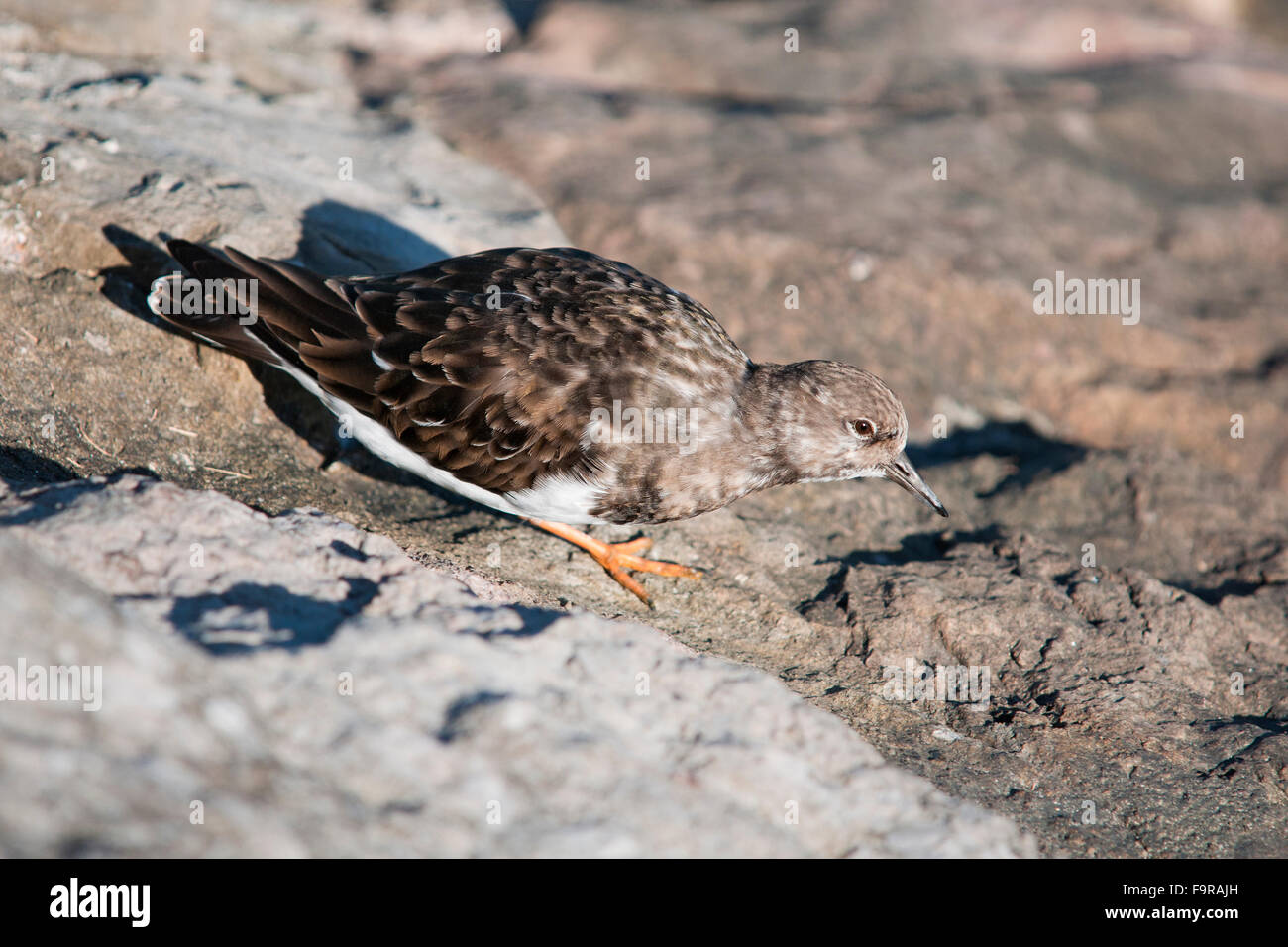 Mottle mottled mottling hi-res stock photography and images - Alamy