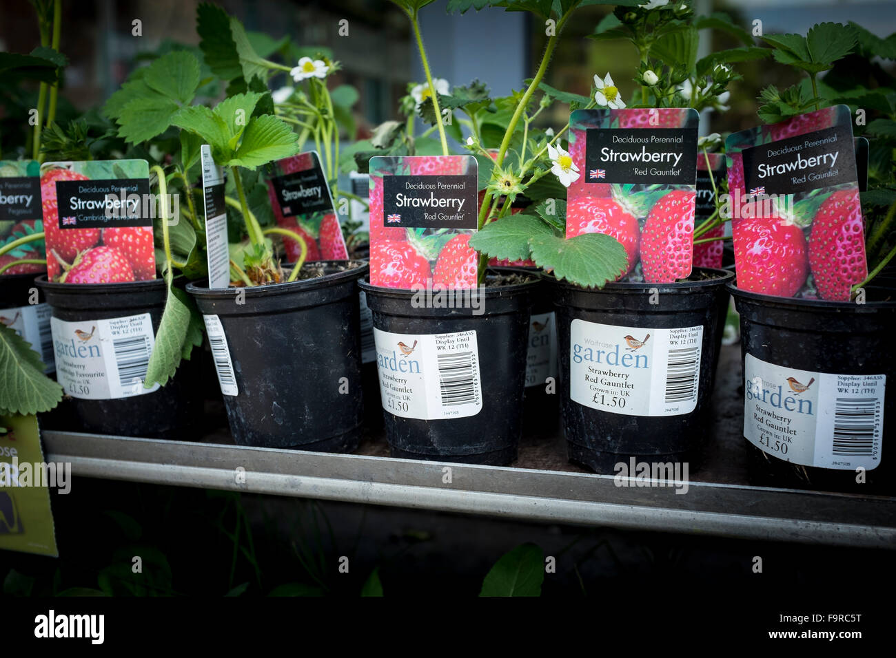 Strawberry plant pots on display at Waitrose, UK Stock Photo - Alamy