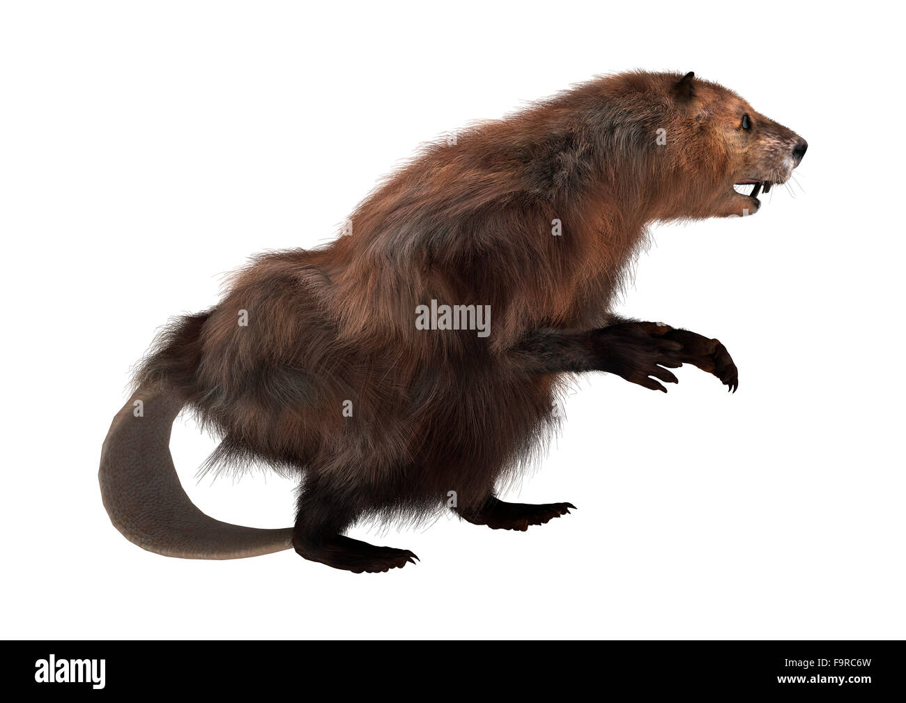 3D digital render of a North American beaver isolated on white ...