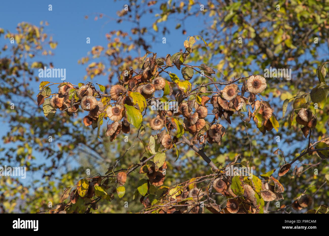 Christ's thorn, Paliurus spina-christi in fruit in autumn. Greece Stock ...