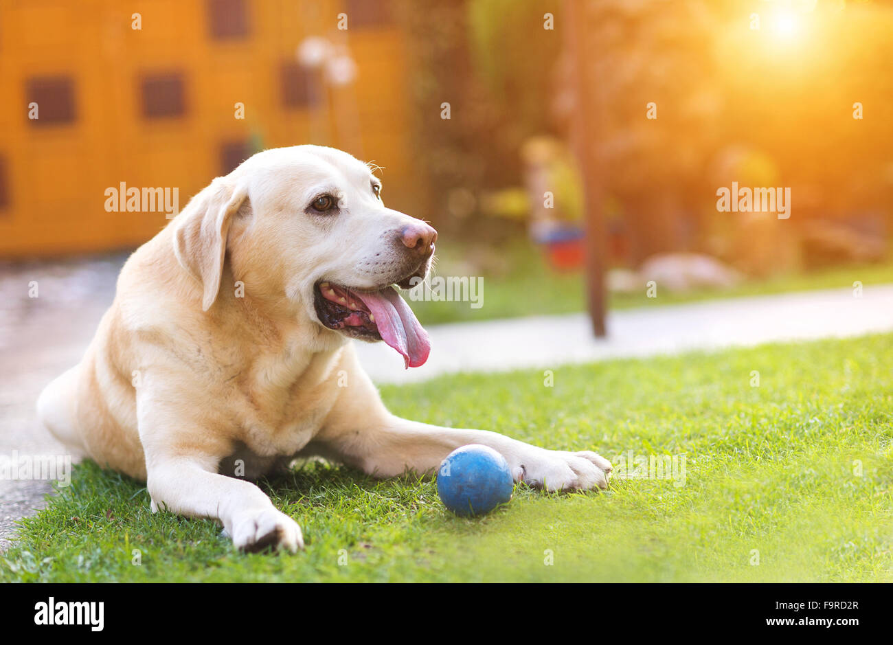 Dog playing outside in the garden with a little blue ball Stock Photo ...