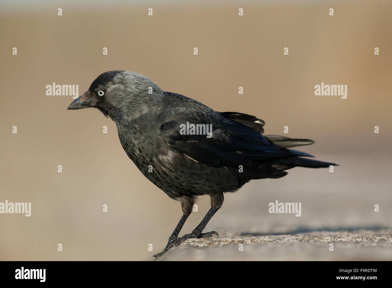 The western jackdaw (Corvus monedula) on a wall Stock Photo - Alamy