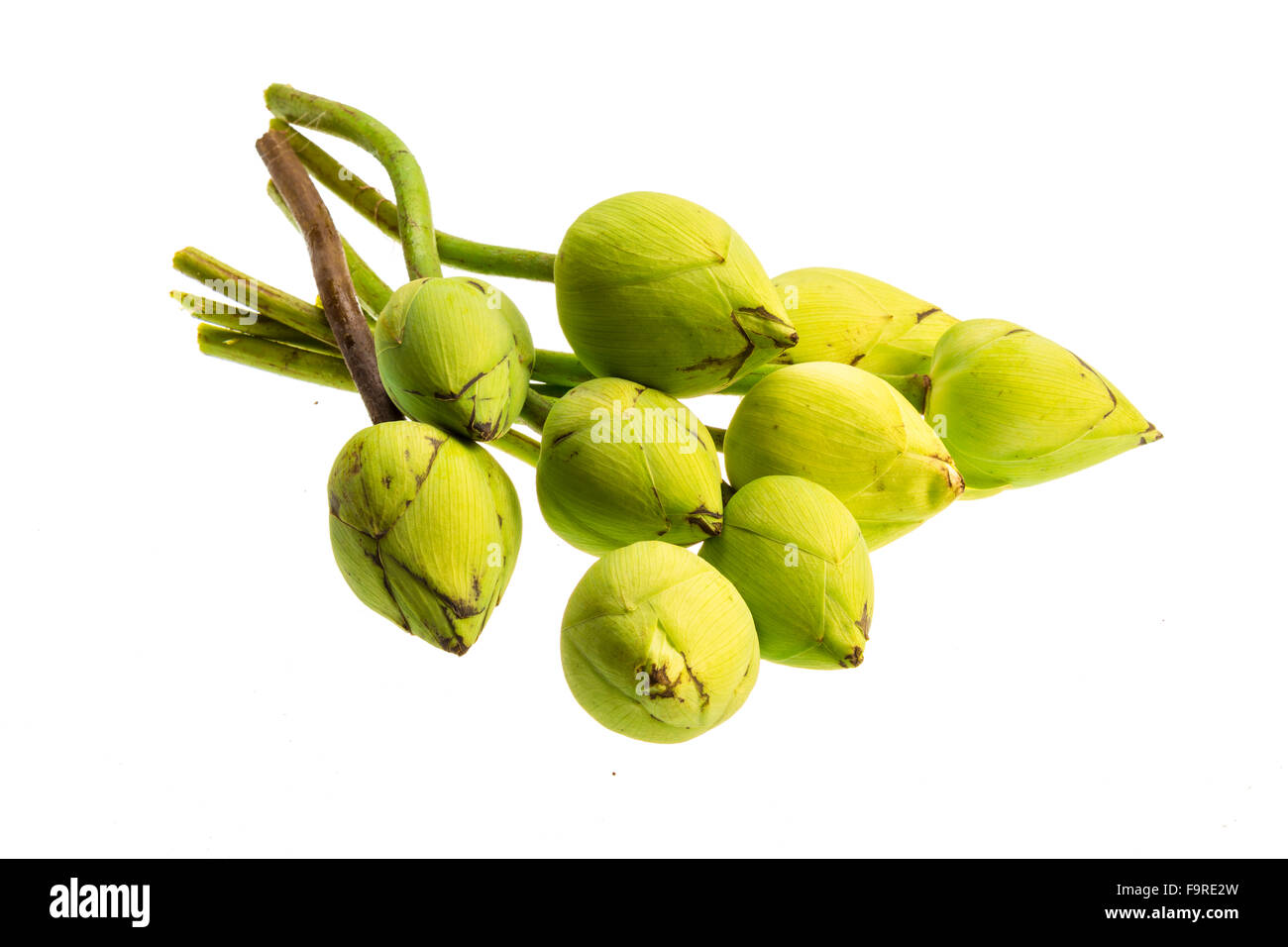 Pink lotus flower buds Cut Out Stock Images & Pictures - Alamy