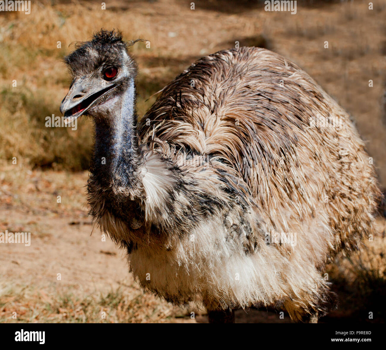 Flightless special status hi-res stock photography and images - Alamy